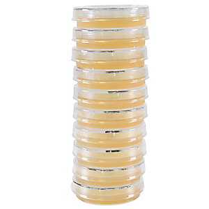 Tryptic Soy Agar (TSA), Small 15x60mm Plate, Order by The Package of 10, by Hardy Diagnostics