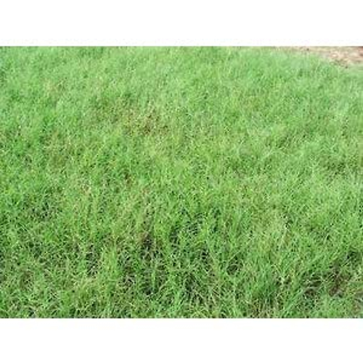 Giant Bermuda Grass Seed (Coastal Bermuda Alternative) (25 lbs.)