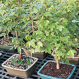 Brussel's Bonsai Live Trident Maple Outdoor Bonsai Tree 5 Years Old 8"-12" Tall with Decorative Container, Medium