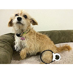 Assisi Loop 2.0 Manual tPEMF Device for Dogs, Cats, and Horses (10 CM)