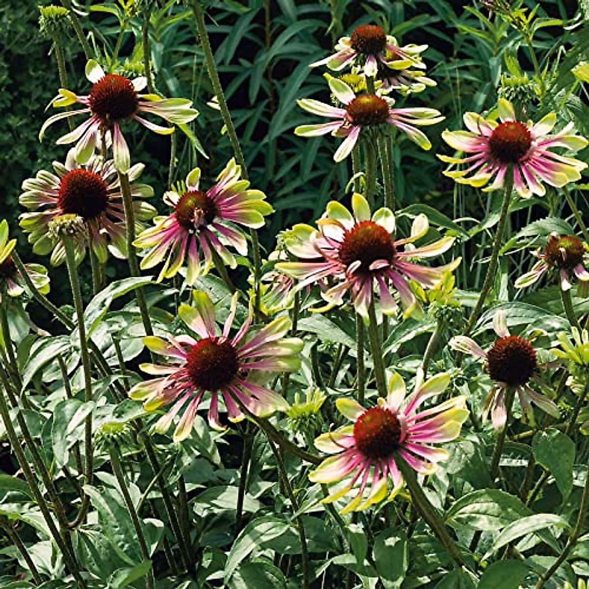 Echinacea Roots - Green Twister - 8 Roots - Green Flower Bulbs, Root Attracts Hummingbirds, Attracts Pollinators, Easy to Grow & Maintain, Fragrant, Container Garden