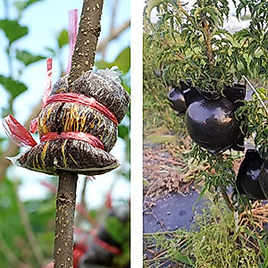 QHC KOCK Tree Root Growing Box,10 Pack Rooting Ball Grafting Tools,Sprouts Growing Kit Reusable High Pressure Tree Rooter Air Plant Layering Propagation Pot Rooting Device for Plant Cutting Seedings