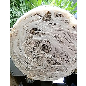 Real Growers Recharge - Natural Plant Growth Stimulant - (5lb)