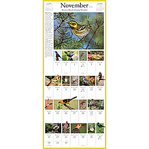 Audubon Songbirds and Other Backyard Birds Picture-A-Day Wall Calendar 2021