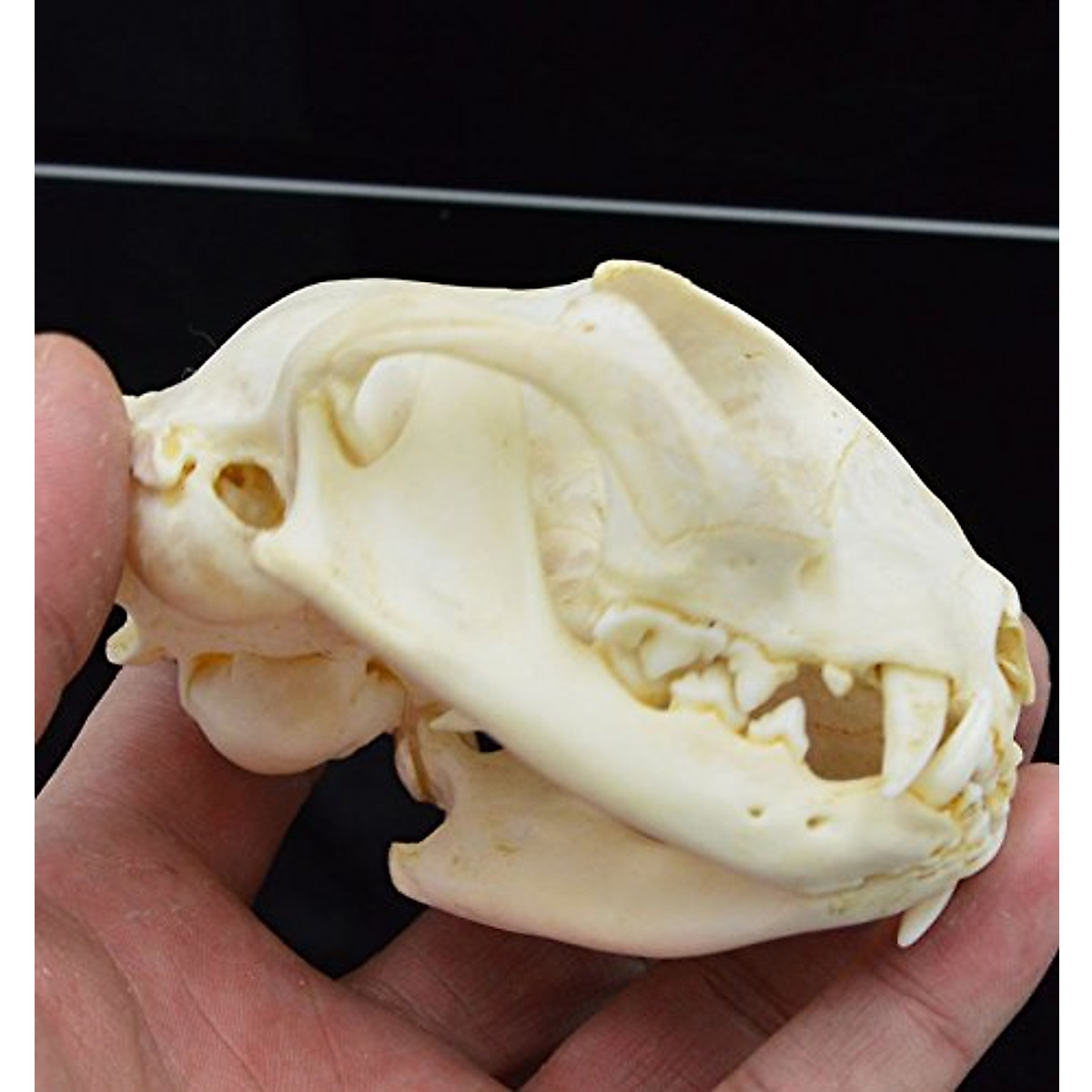 Hot Raccoon Skull Taxidermy Supplies Art Bone Vet Medicine 1:1 Lucky Cat