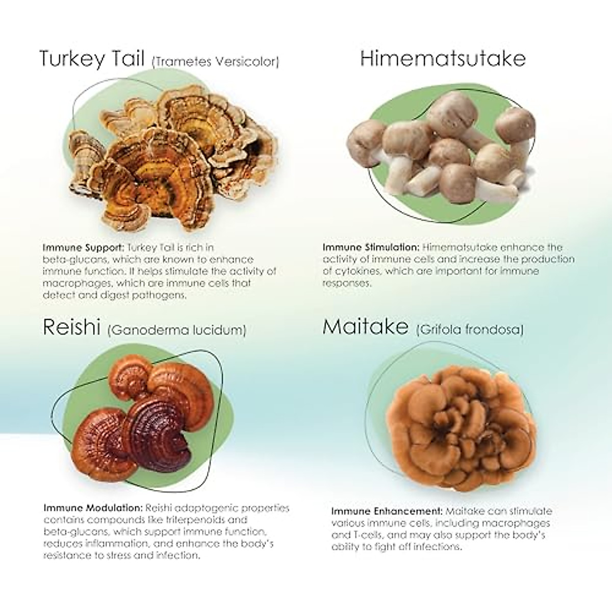 Mycogen for Dogs - Vitamins with 8 Types of Mushrooms - Support Immune System - 60 Soft Chews