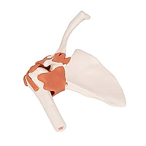 3B Scientific - Functional Shoulder Joint (Right)