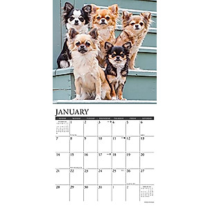 Just Chihuahuas 2024 Calendar