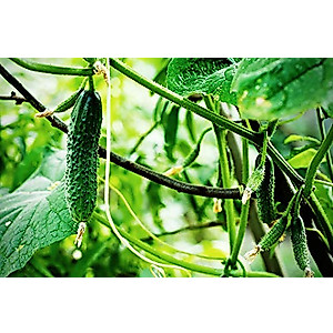 Seeds Cucumber Indoor F1 Room Early Self-pollinated Pickling Vegetable for Planting Heirloom Non GMO