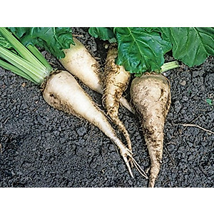 Sugar Beets, 100+ Heriloom Seeds Per Packet, (Isla's Garden Seeds), Non GMO Seeds, Botanical Name: Beta vulgaris subsp. vulgaris convar. vulgaris VAR. altissima