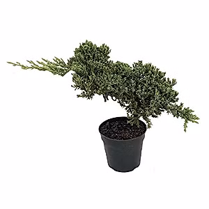 Stylized Japanese Juniper Bonsai Tree - 4" Pot - Juniperus procumbens 'Nana'