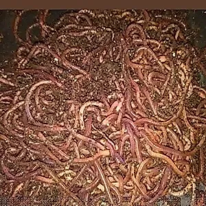700 red Wiggler composting Worms