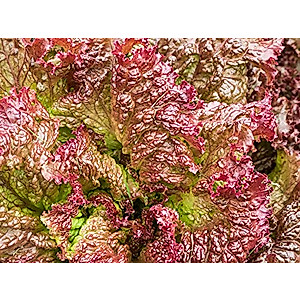 "Prizehead" Lettuce Seeds for Planting, 1000+ Heirloom Seeds Per Packet, (Isla's Garden Seeds), Non GMO Seeds, Botanical Name: Lactuca Sativa, 85% Germination Rates, Great Home Garden Gift