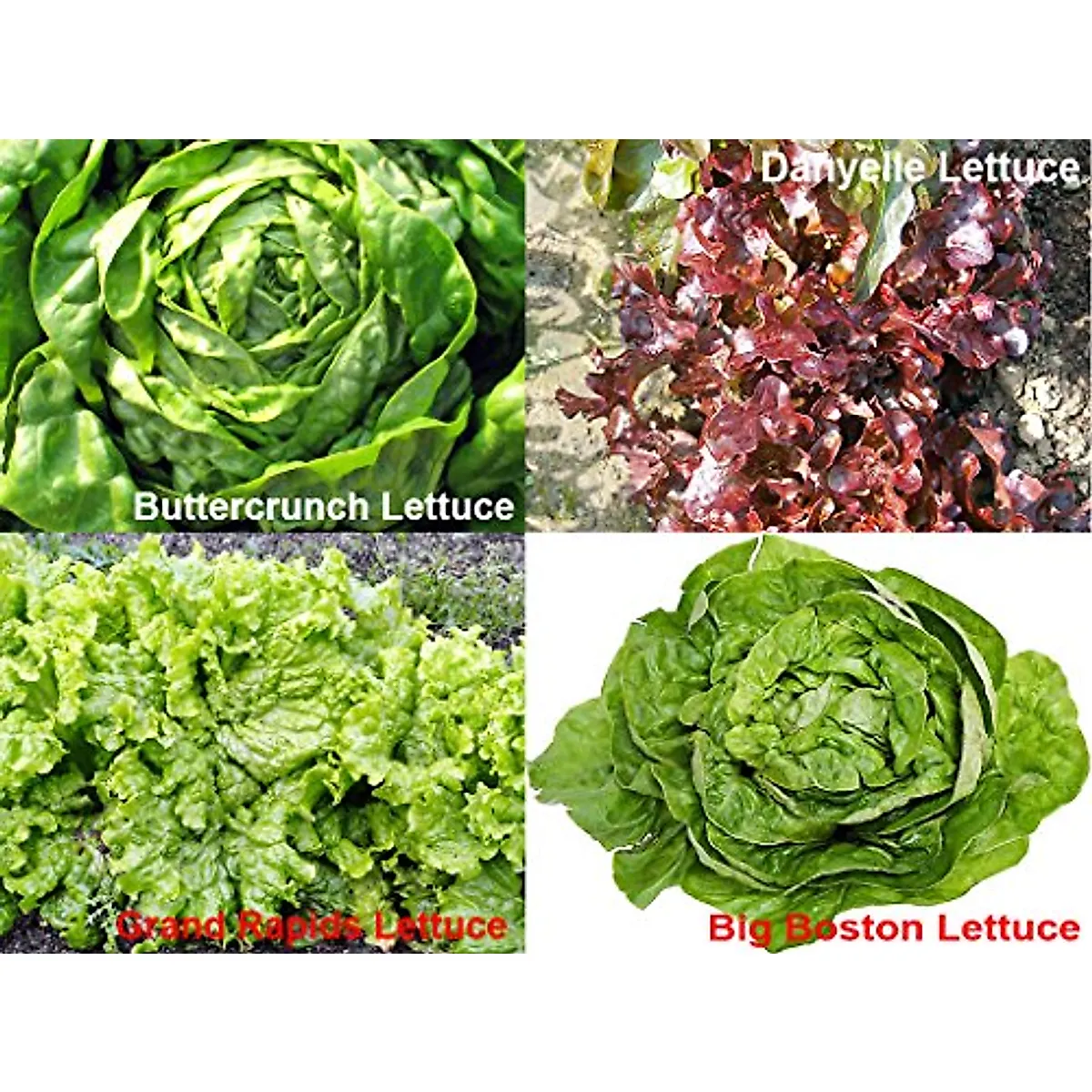 Please Read! This is A Mix!!! 1000+ Lettuce Mix 21 Varieties Seeds Heirloom Non-GMO. Seeds are not Individually Packaged!