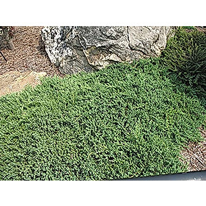 Dwarf Japanese Garden Juniper | 15 Live 4 Inch Pots | Juniperus Procumbens Nana | Drought Tolerant Evergreen Groundcover | Great Plants for Bonsai
