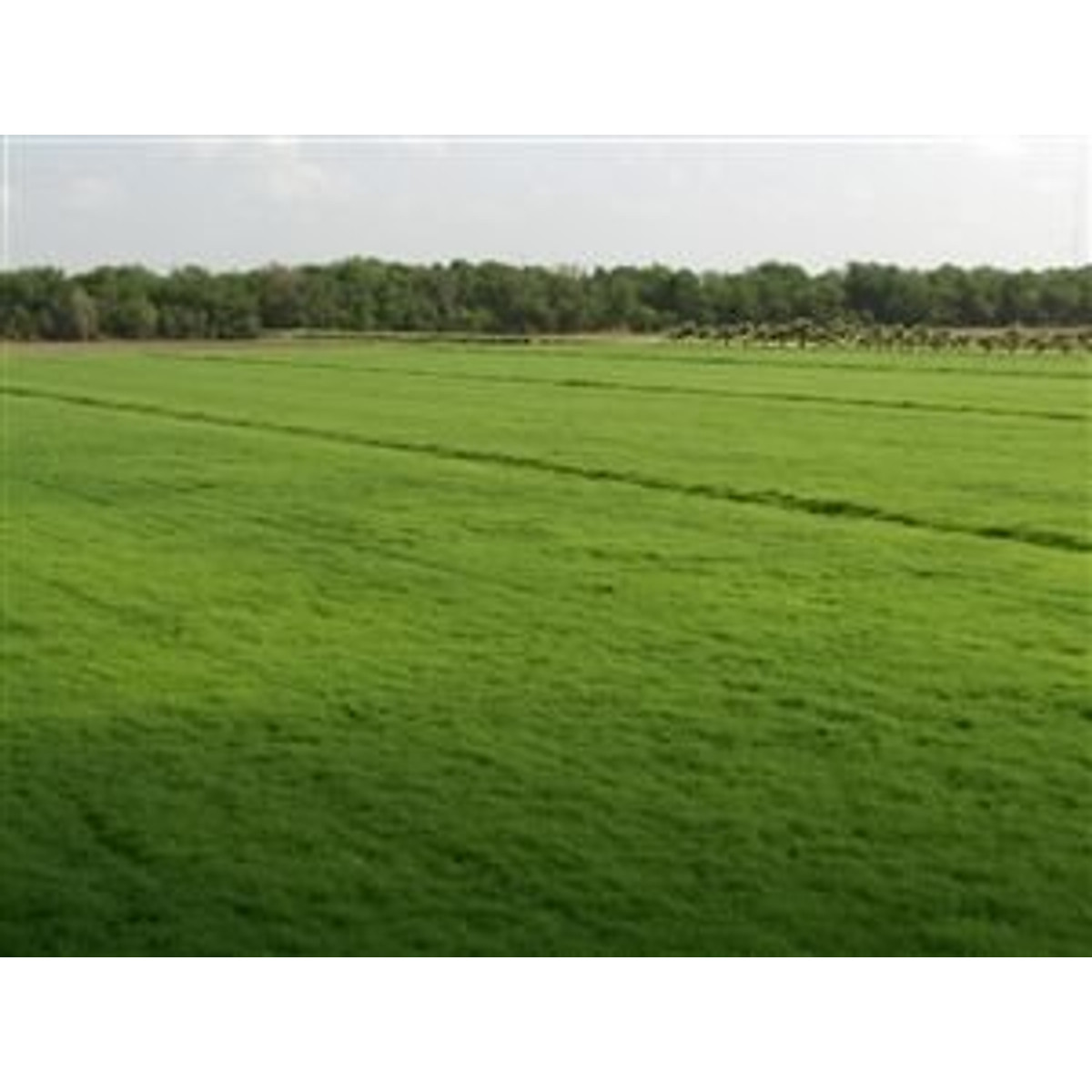 SeedRanch Bermuda Grass Seed Coated/Hulled - 10 Lb.