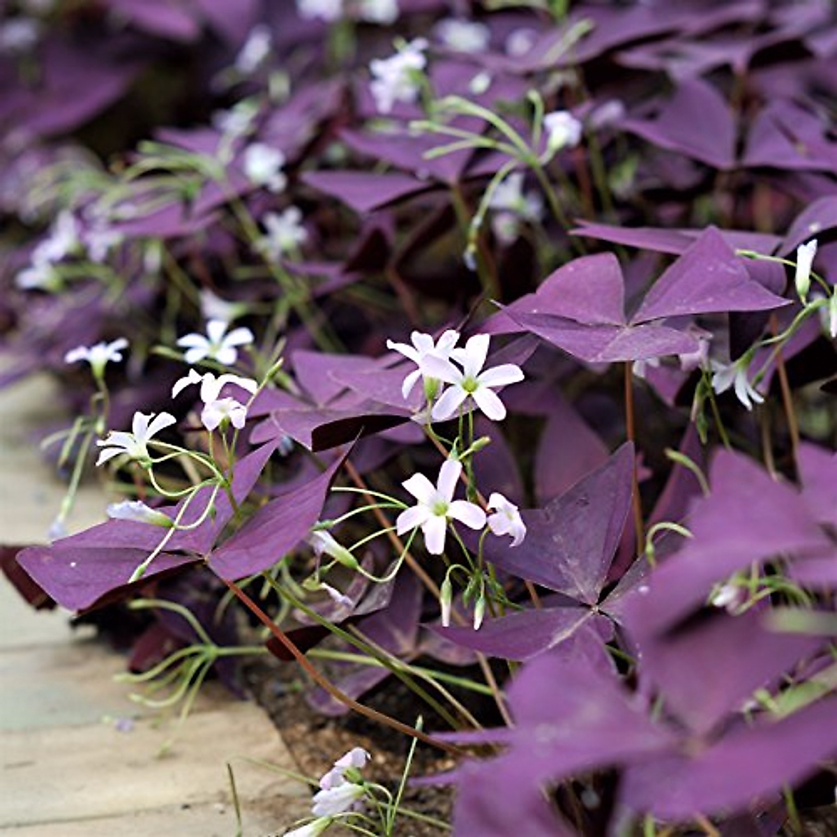 Easy to Grow Oxalis Triangularis 'Purple Shamrocks' Plant Bulbs (20 Pack) - Dark Purple Foliage & Light Pink Flowering Blooms for Indoor or Outdoor Gardens