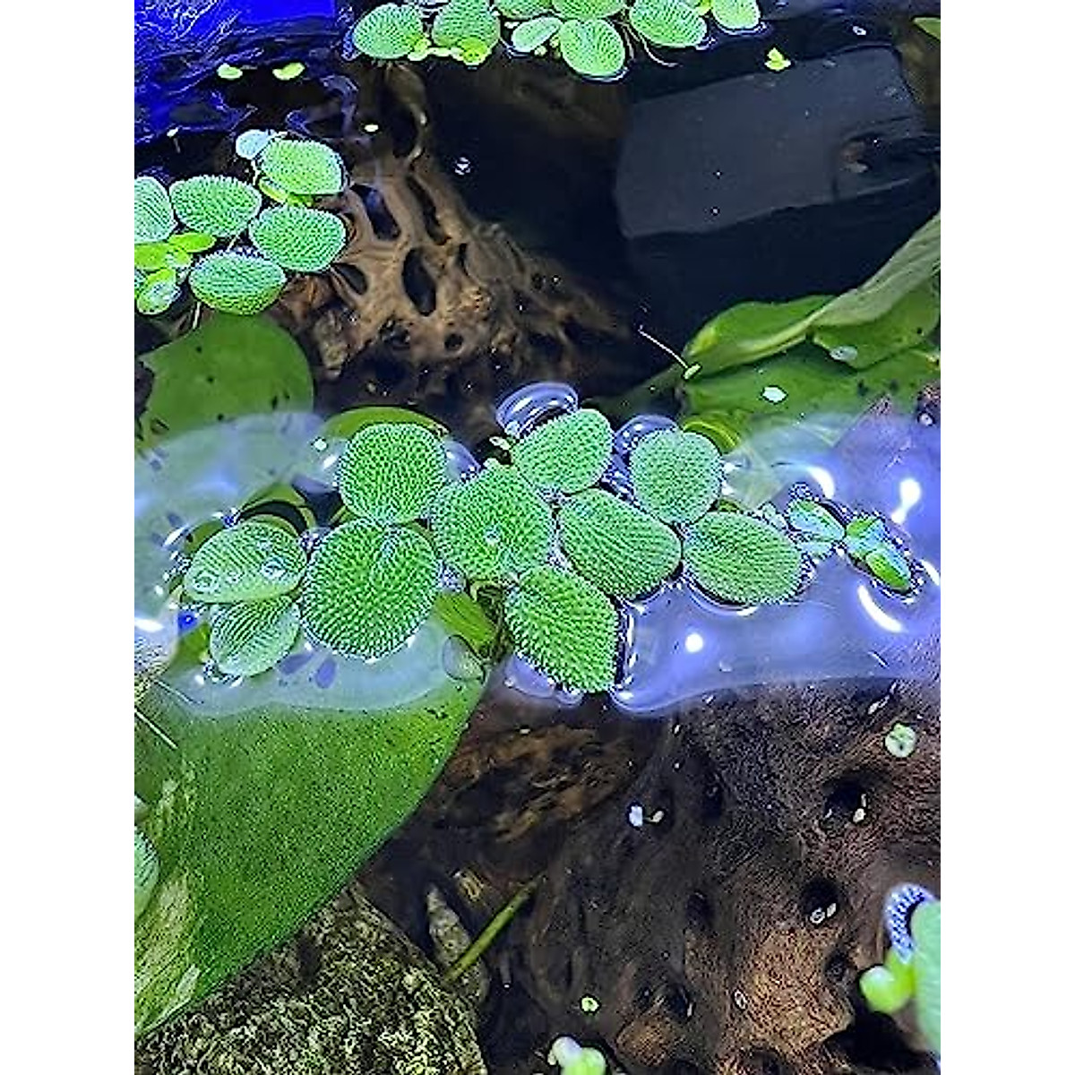 24 Water Spangles (Salvinia Minima), Live Aquarium/Aquatic/Floating/Pond/Beginner Plant NO Snail by TMD Fishkeeping