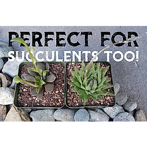 High Drainage Cactus Soil Potting Mix with Mycorrhizal Fungi - 8 Pounds / 4 Quarts of Soil for Succulents and Cactus - Slightly Acidic, Gritty Soil for Healthy Indoor Plants - Spike & Bloom