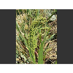 Proso Millet - Makes Great Amounts of Seeds for Birds - Beautiful in The Garden(100 - Seeds)