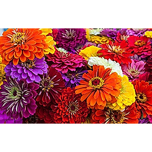 "Zin Master Mix" Zinnia Seeds for Planting, 200+ Flower Seeds Per Packet, (Isla's Garden Seeds), Non GMO & Heirloom Seeds, Botanical Name: Zinnia elegans, Great Home Garden Gift