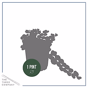 Live Lysimachia Plant - Creeping Jenny (4 Plants Per Pack) - Healthy Trailing Plant - Beautiful Spring Accent - 6" Tall by 4" Wide in 1 Pint Pot