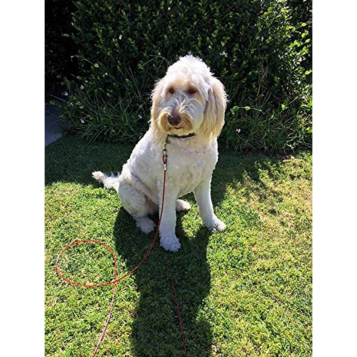 20ft Dog Tie Out Cable for Dogs, 16" Chrome Plated Anti Rust Stake, Great for Camping or The Garden, Suitable for Harness, Leash & Chain Attachments