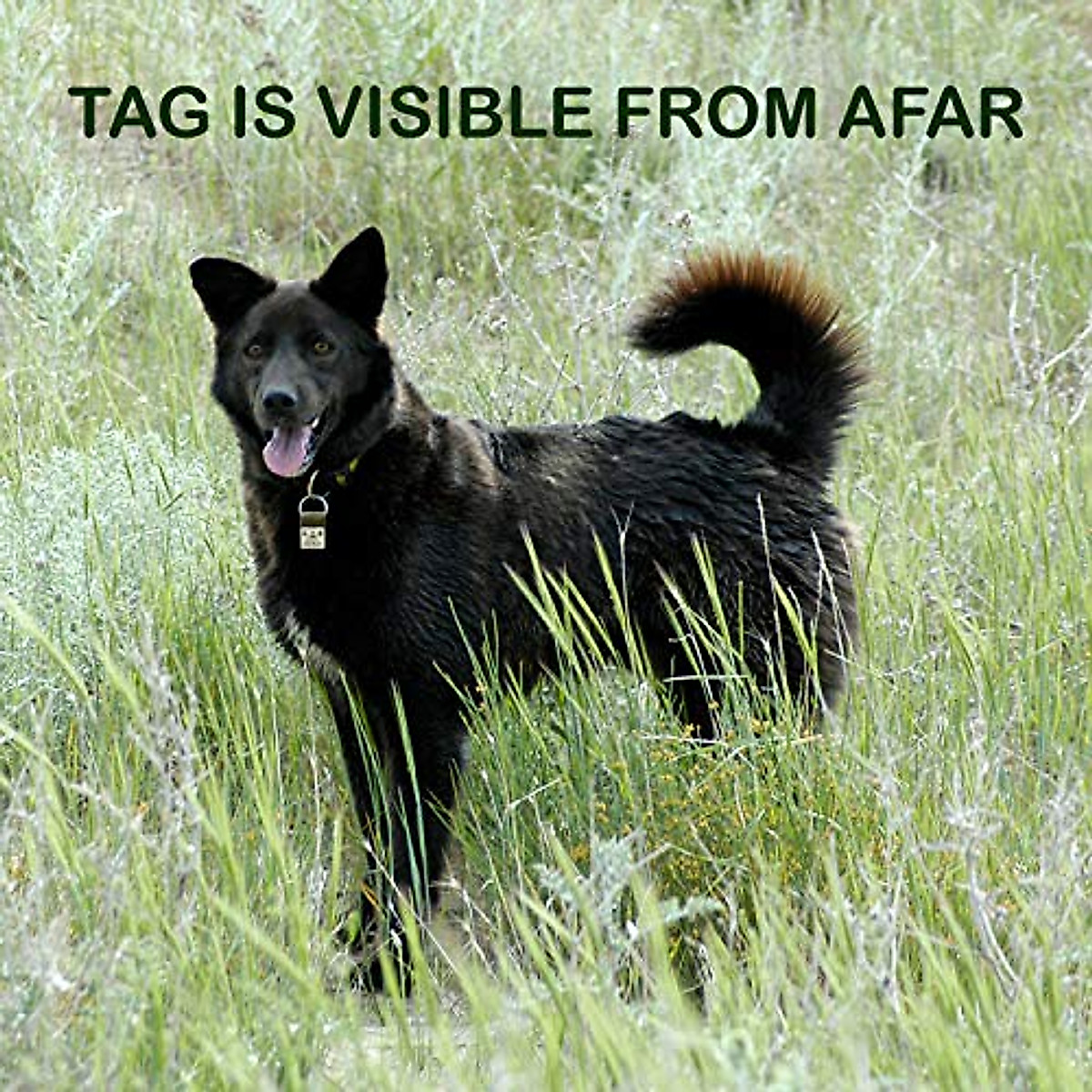 NaviTagi Pet ID Tag for Large and Extra Large Dogs. Personalized w/ID Number. Reliable Design, Stainless Steel Ring. 2 Phones Updatable Online, Name Safe (1 Tag - L)