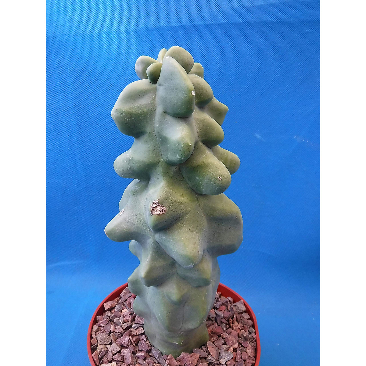Tucson Tools Redeo 6" to 12" Tall Totem Pole Cactus (Shipped Bare Root-NO Pot!) Spineless! Very Unusual!