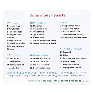 Kadimendium Human Brain Model Anatomy Removable Skullcap PVC Skull Model Anatomical Skull Model Anatomical Model with Manual for School Home Study