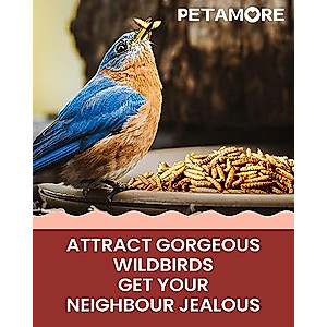 NC Grubsnack 10lbs Dried Mealworms Black Soldier Fly Larvae Mix Treats for Backyard Chickens, Scratch Feed for Backyard Flock Party Poultry Fowl Layers hens with Rich Protein and Calcium