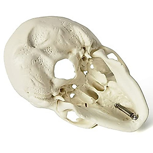 Mini Human Skull Model, 3 Part Anatomical Skull is 3.5" Tall, with Removable Skull Cap and Moving Jaw, Includes Full Set of Teeth, (3set) Fun Halloween Decorations