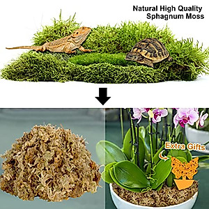 Stingmon 25QT Sphagnum Moss for Plants, Orchid Moss for Potted Plants Peat Moss, Dried Sphagnum Moss for Orchids Reptiles Potting Mix Soil Ochid Soil (7oz 200g)