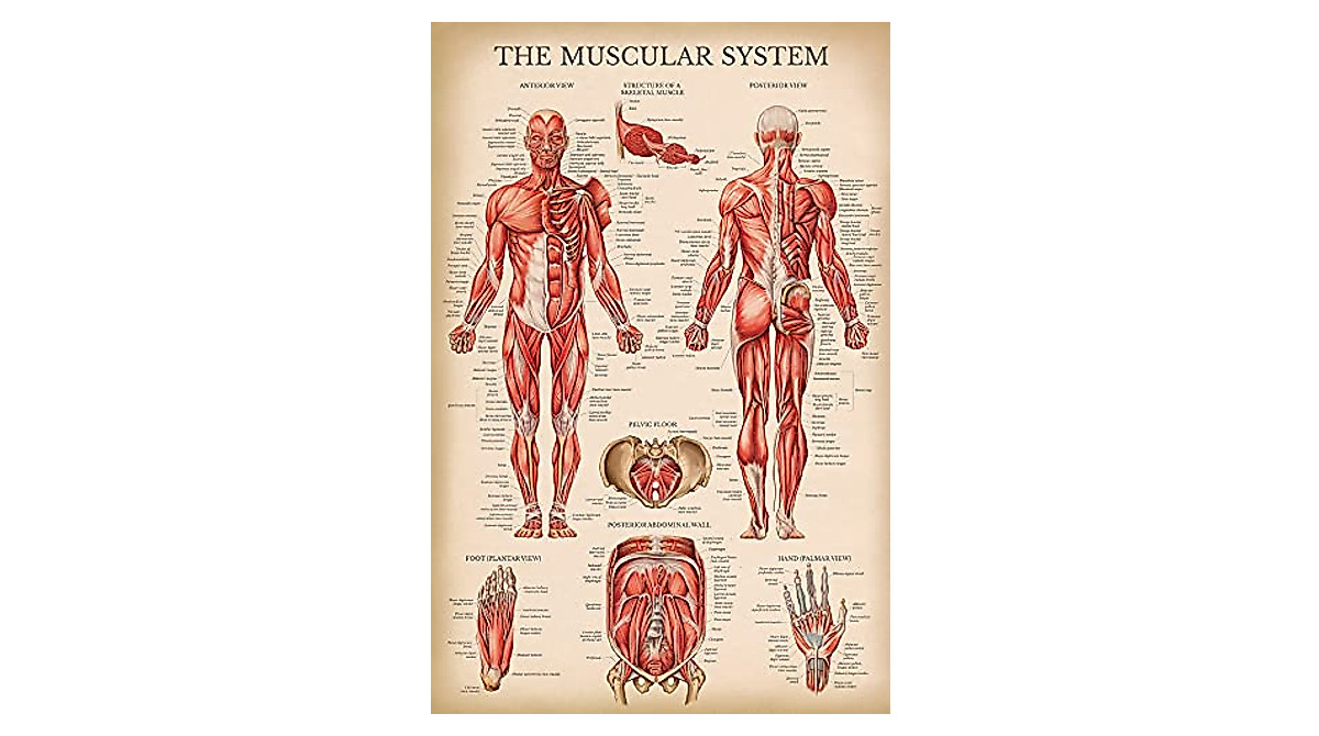 Vintage Muscular System Chart - Durable Anatomy Poster