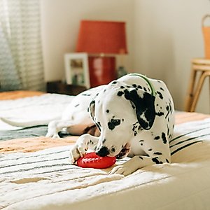 Playology Dual Layer Ring Toy for Medium Dogs up to 50lbs | Engaging All-Natural Beef Scented Durable Dog Chew Toy for Power Chewers, Easy to Clean, Interactive & Non-Toxic