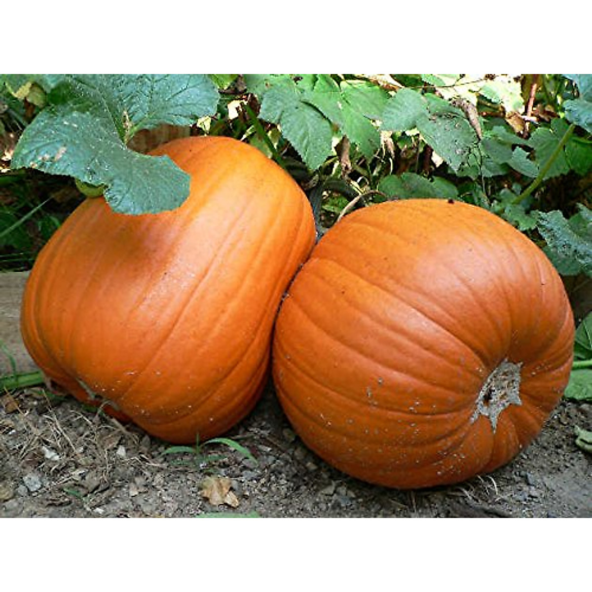 Howden's Field Pumpkin Seeds for Planting, 20+ Heirloom Seeds Per Packet, (Isla's Garden Seeds), Non GMO Seeds, Botanical Name: Cucurbita Pepo, Great Home Garden Gift