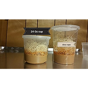 1- Cup Economy Drosophila Hydei Flightless Fruit Fly Culture(Bigger flys) in a 24oz Cup