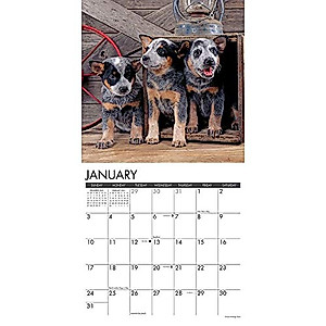 Just Australian Cattle Dogs 2021 Wall Calendar (Dog Breed Calendar)