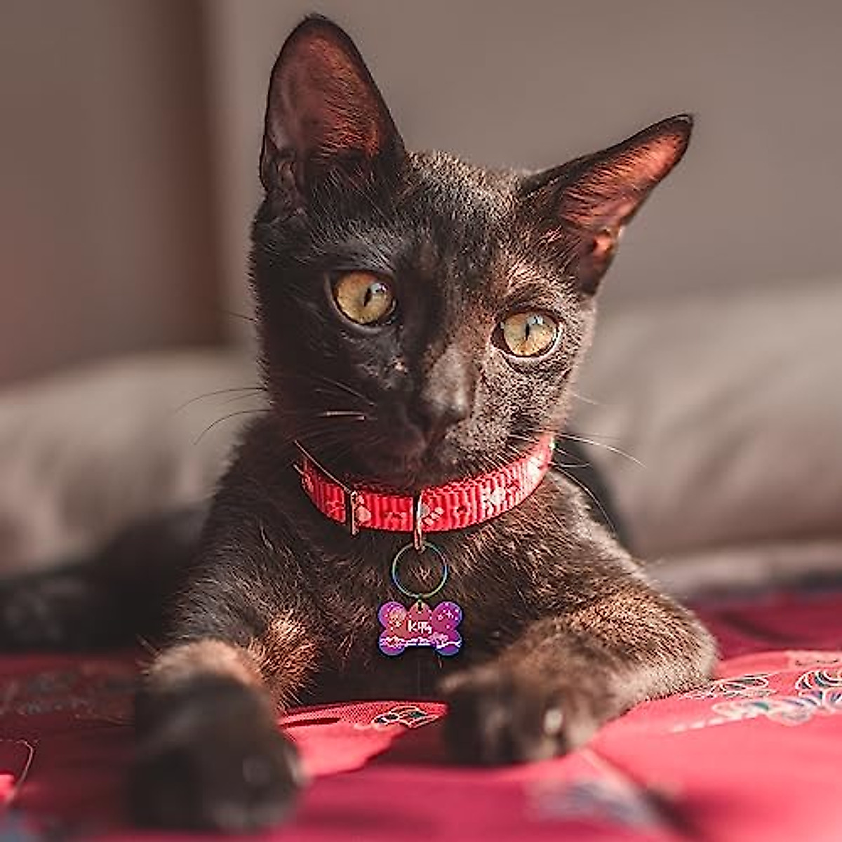 Atdesk Stainless Steel Pet ID Tag, Custom Dog Tag for Pets Engraved Name, Address & Phone Number, Personalized Dog Tags and Cat Tags, Dog ID Tag for Dogs, Dog Bone Tag(S Multi)