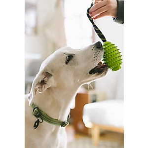 OllyDog Spikey Rugby, Interactive Dog Chew Toy with Natural Rubber, Multifunctional Teeth Cleaning and Gum Massage, for Dogs Under 50lbs (Lime)