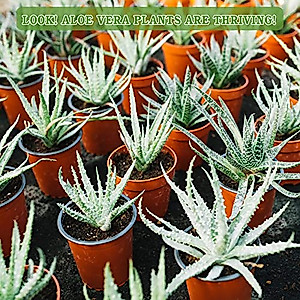 Halatool 6 QT Organic Top Soil Garden Succulent Soil for Indoor & Outdoor Plants Bonsai Cactus Soil Potting Mix for Houseplants Flowers Vegetables & Herbs