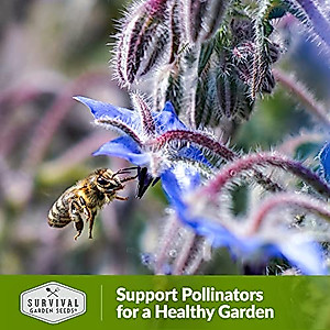 Survival Garden Seeds - Borage Seed for Planting - Packet with Instructions to Plant and Grow Beautiful Medicinal Herb in Your Home Vegetable Garden - Non-GMO Heirloom Variety - Attracts Pollinators
