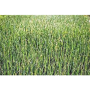 Alfalfa Sprout Seed, Sprouts, Heirloom, 100 Seeds, Micro Greens