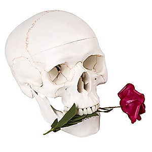 Life Size Human Skull Head Model - Human Skull Anatomical Model Medical Quality, Detached Mandible and Skull Cap - 3 Parts