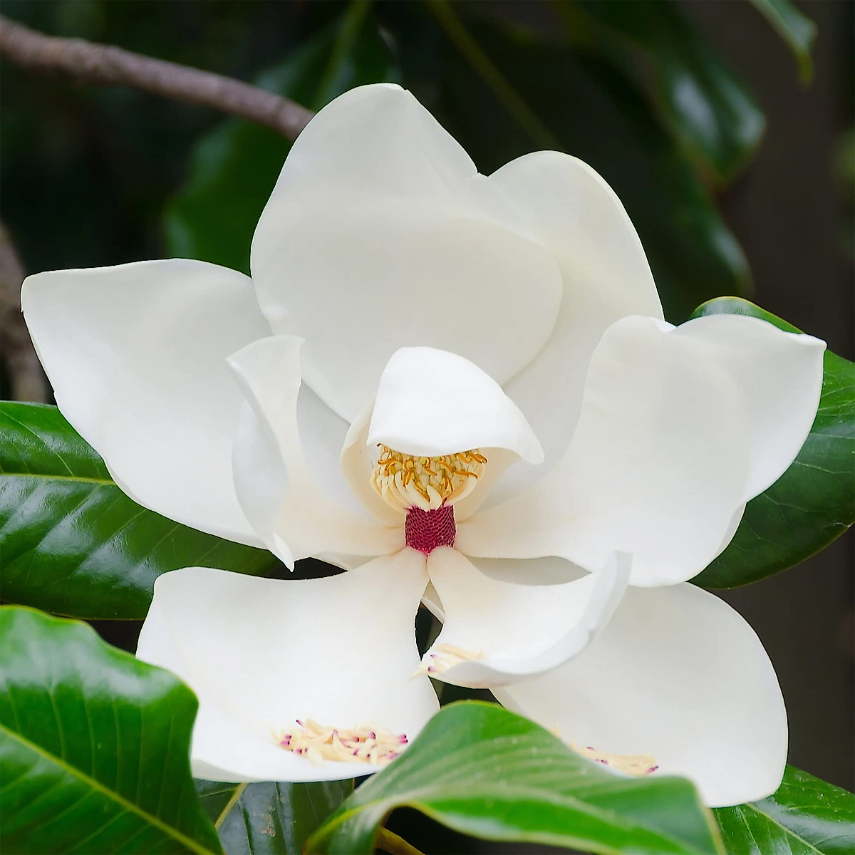QAUZUY GARDEN 10 Premium Southern Magnolia Grandiflora (Big Laurel) Bull Bay Seeds for Planting | Fragrant Perennial Evergreen Tree Attract Pollinators Striking Accent Privacy Screen