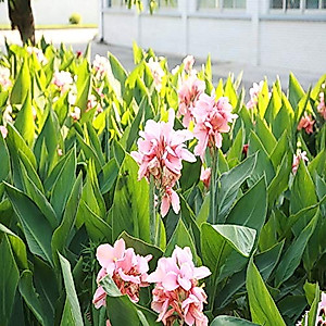 20+ Mixed Canna Lily Flower Seeds Perennial Beautiful Bonsai Plant Home Garden Decor