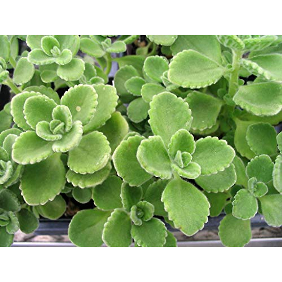 2 Cuban Oregano Plants Live Mexican Mint Spanish Thyme Rooted 5 to 7 Inches Vegetables Planting Ornaments Perennial Garden Ready to Grow Pot