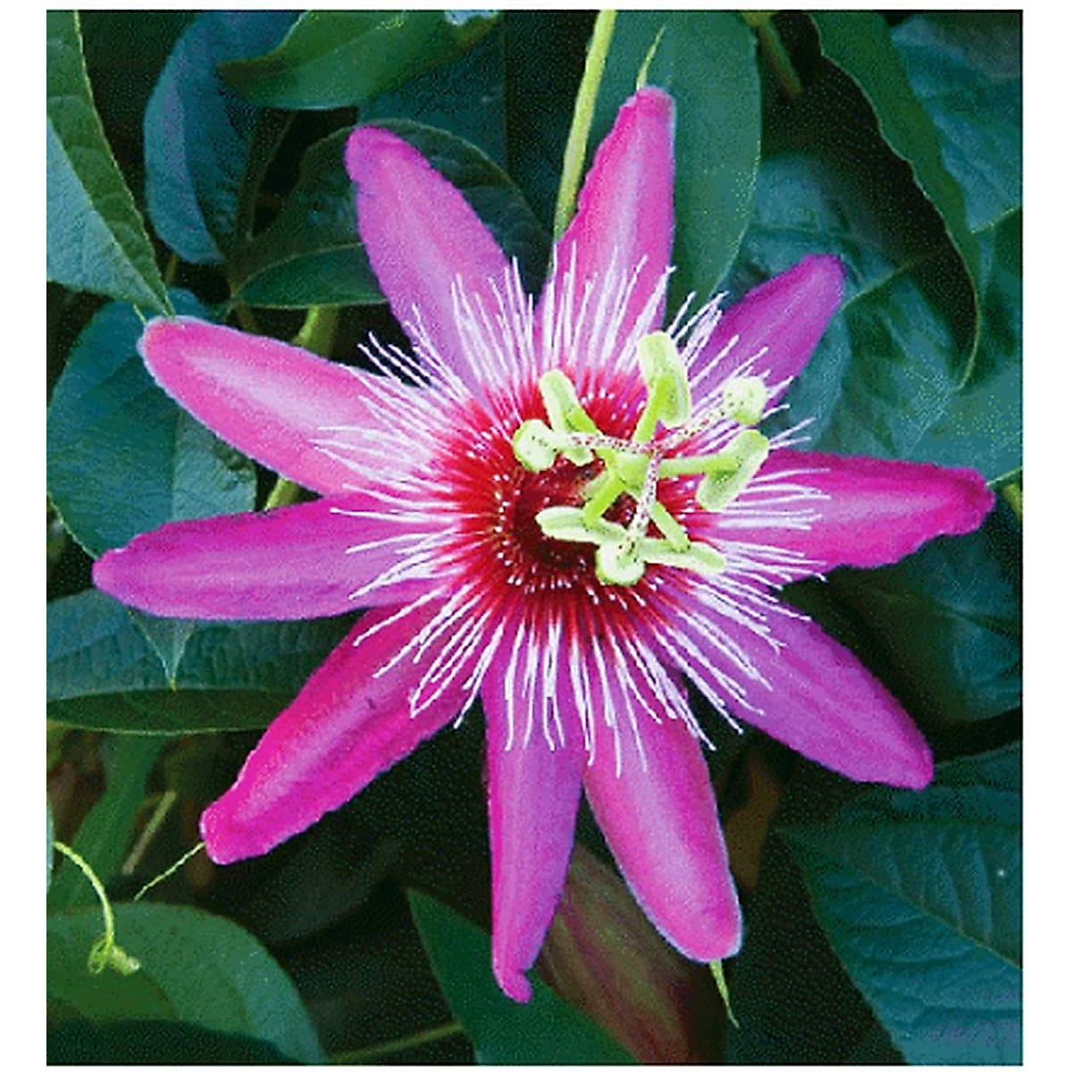 99roadsgarden Passion Flower Seeds Mixed Color 50+ Passion Fruit Seeds - Vine Perennial Flower Seeds