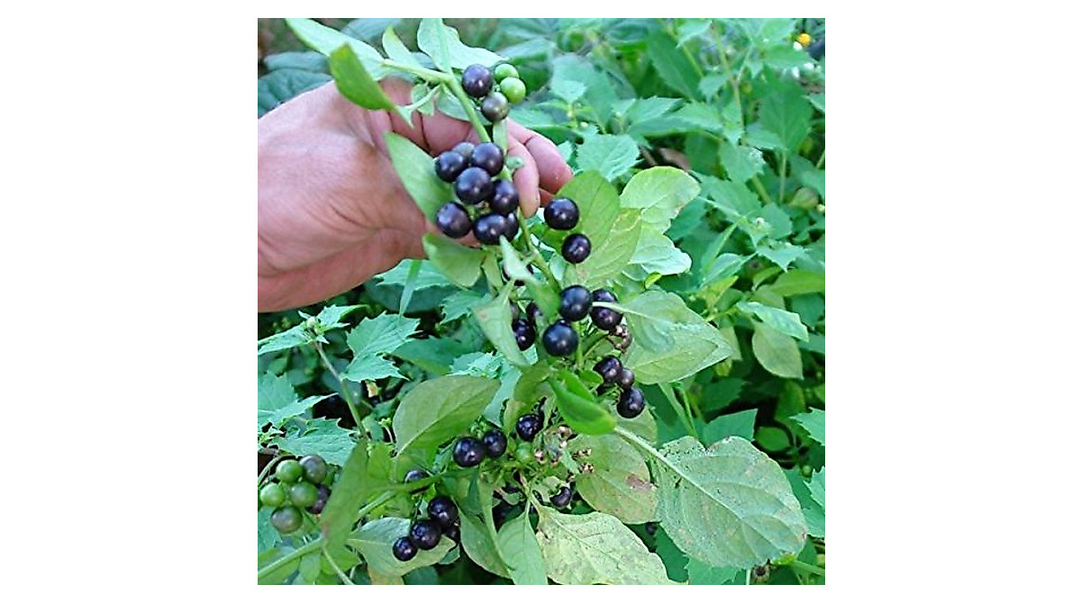 Grow Garden Huckleberry Seeds - 30+ Seeds with Instructions