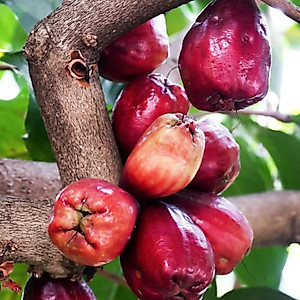 Malay Apple Tree, Water Apple Fruit Tree Plant - 6-8 Inc Tall for Planting, Syzygium Malaccense